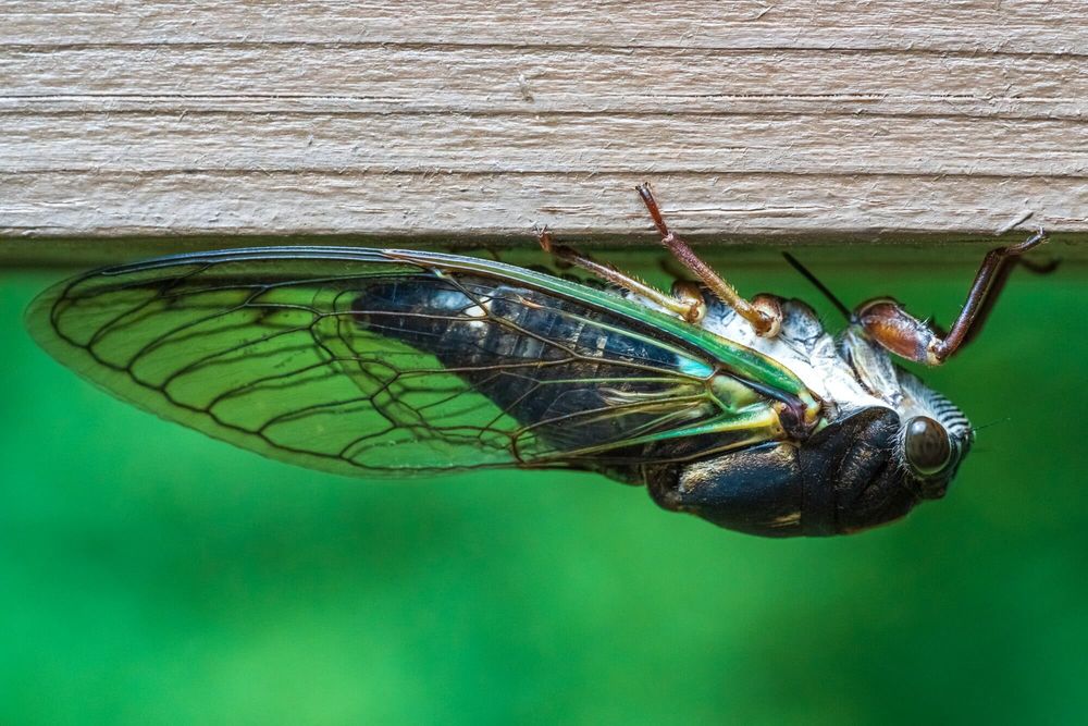 The Cicada 3301 Mystery (Puzzle 3 Solve) - Part 3