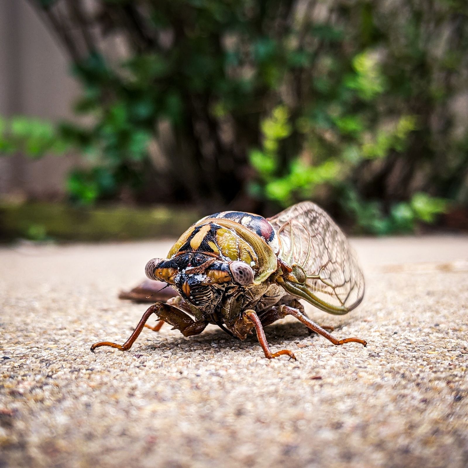 The Cicada 3301 Mystery (Puzzle 1 - 2nd Chance Solve)